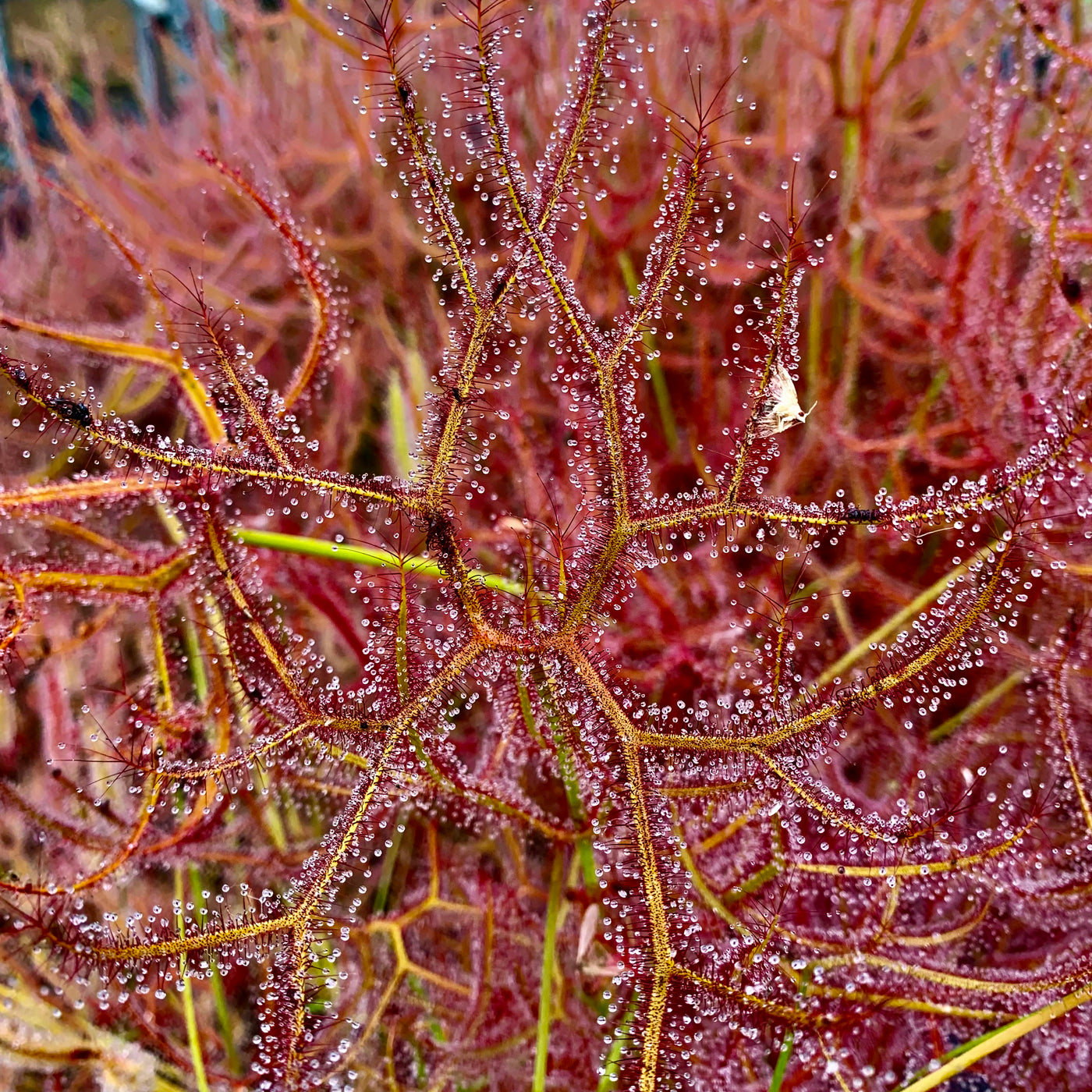 COLLECTIONS & BUNDLES – Hewitt-Cooper Carnivorous Plants