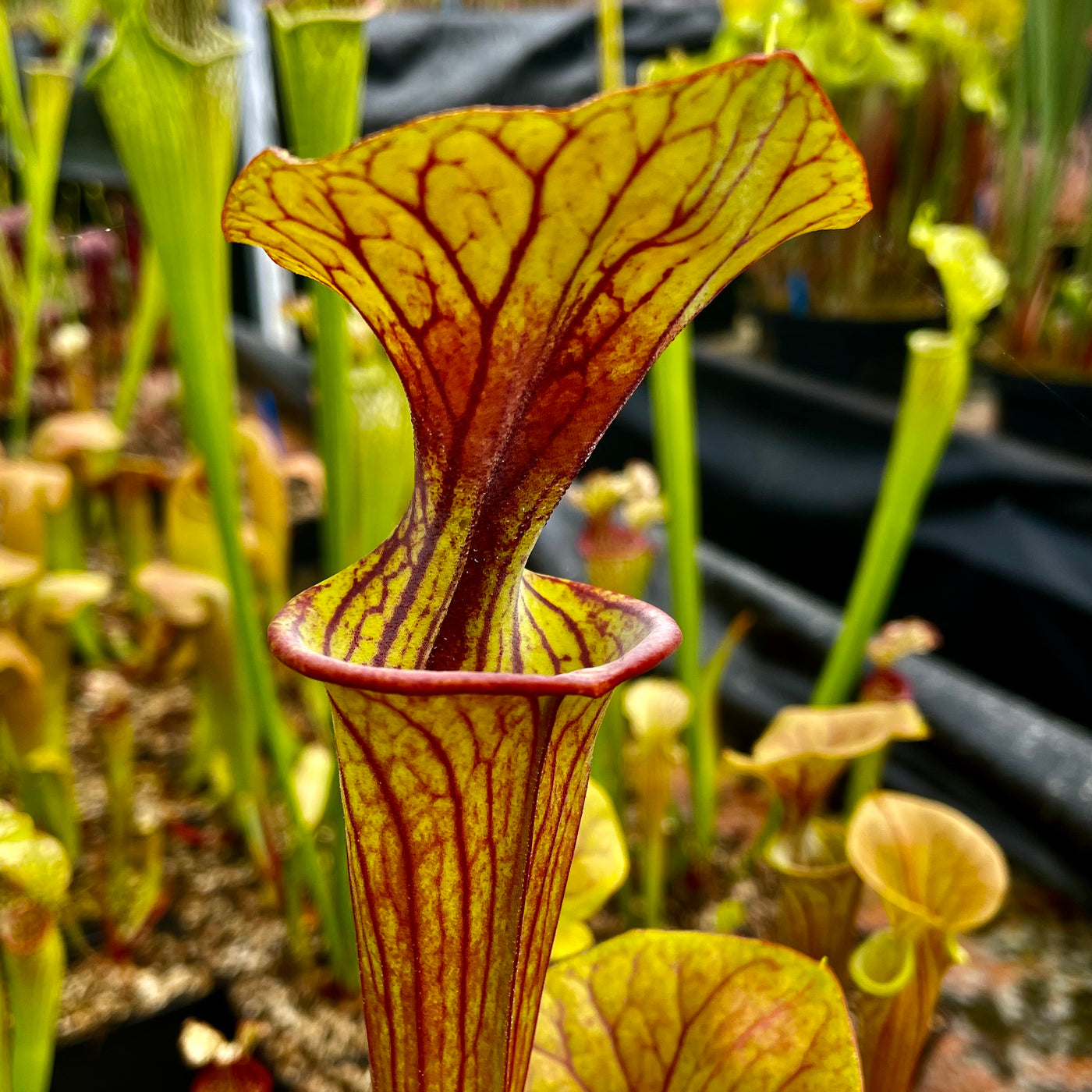 Sarracenia x popei – Hewitt-Cooper Carnivorous Plants