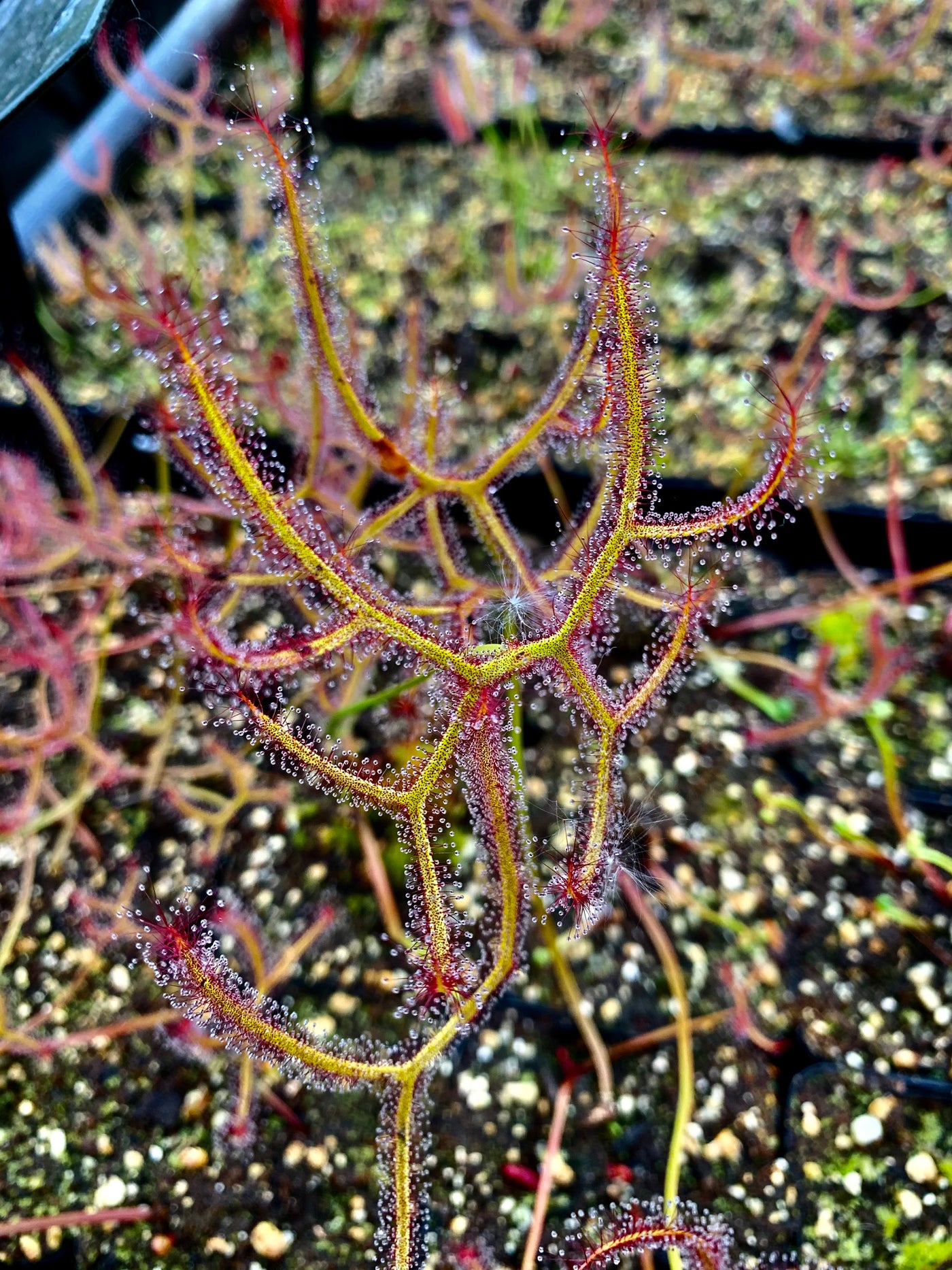 Drosera binata var. multifida f. extrema - Beerwah, QLD DBI-8 – Hewitt ...