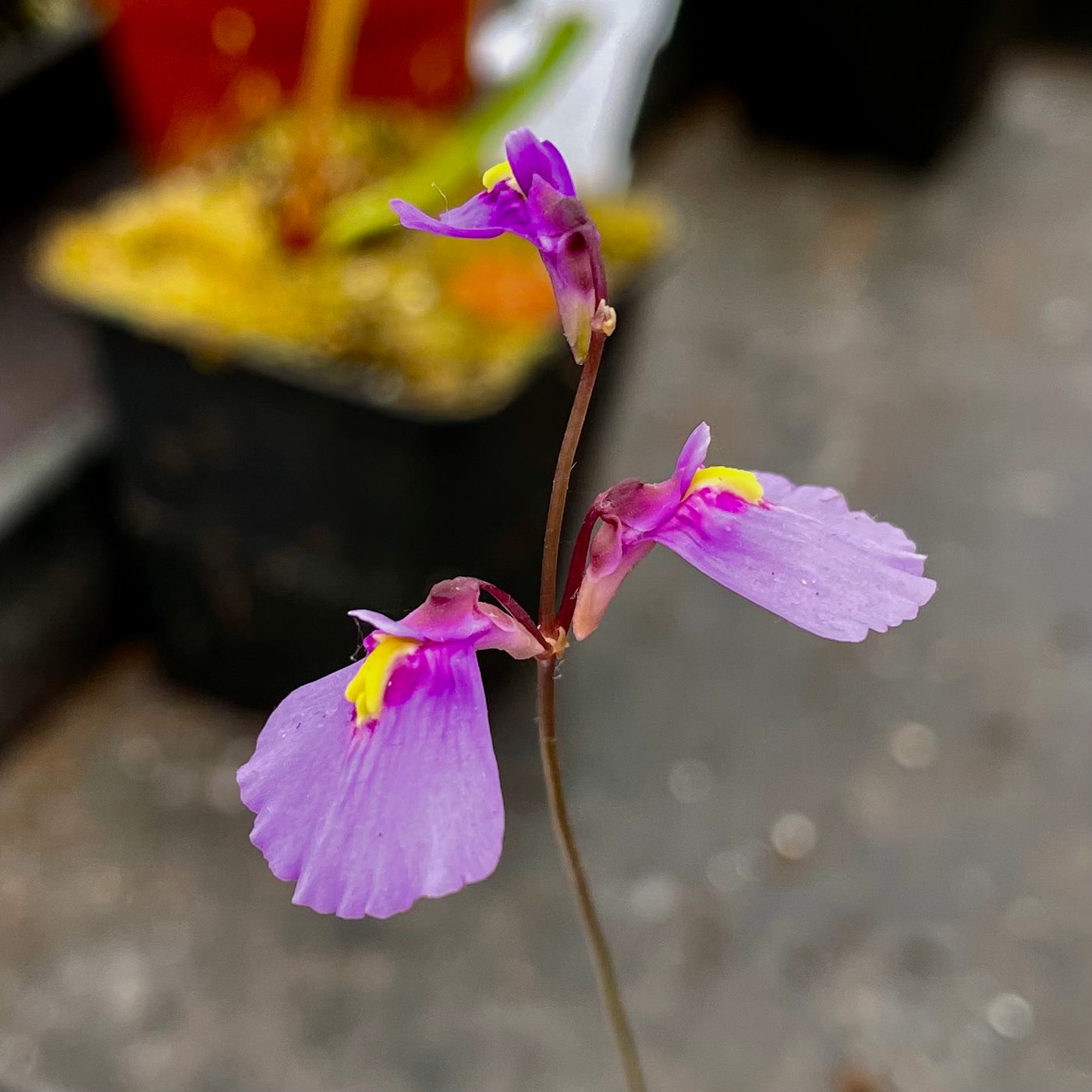Utricularia dichotoma - Australia & New Zealand – Hewitt-Cooper ...