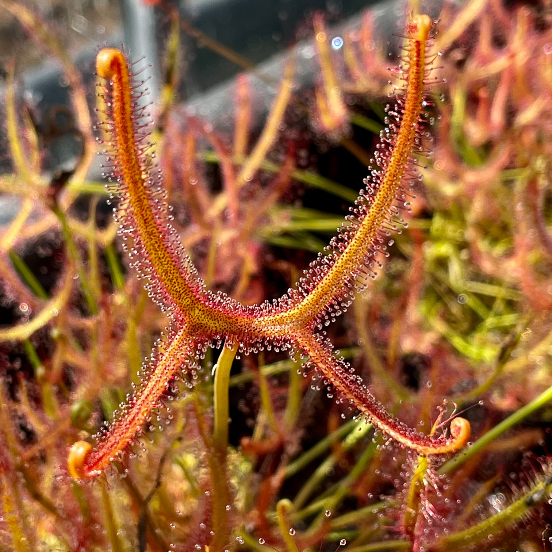 DROSERA - TEMPERATE SPECIES – Hewitt-Cooper Carnivorous Plants