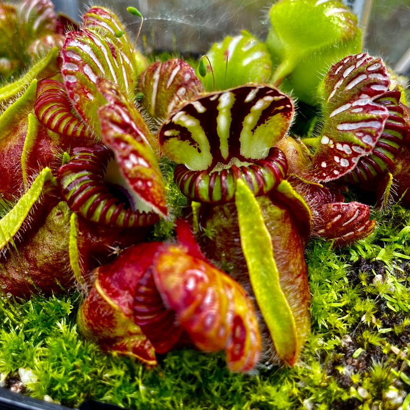Cephalotus follicularis - The Albany Pitcher Plant – Hewitt-Cooper ...