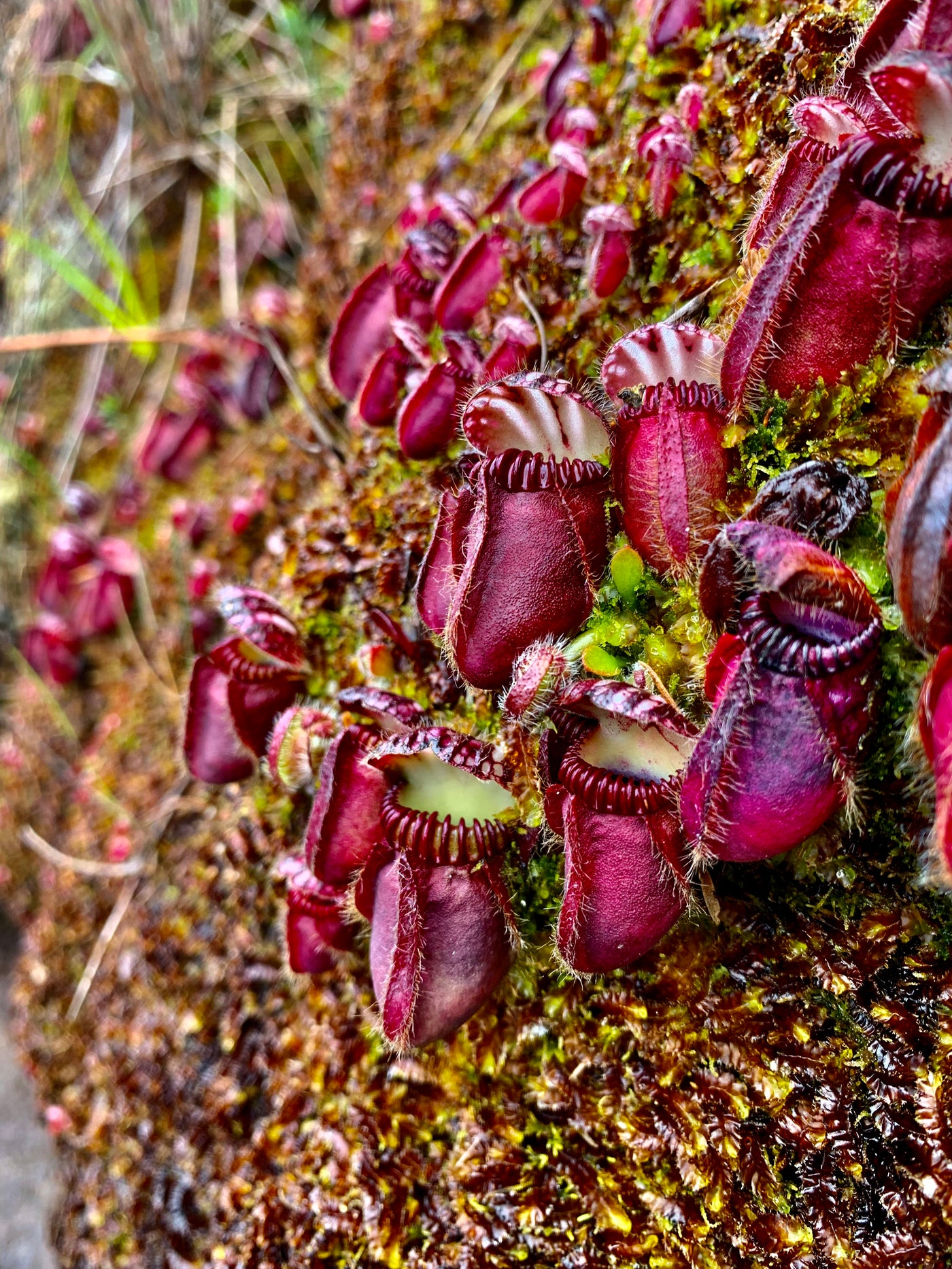 Cephalotus follicularis - The Albany Pitcher Plant – Hewitt-Cooper ...