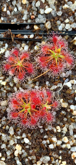Drosera patens – Hewitt-Cooper Carnivorous Plants