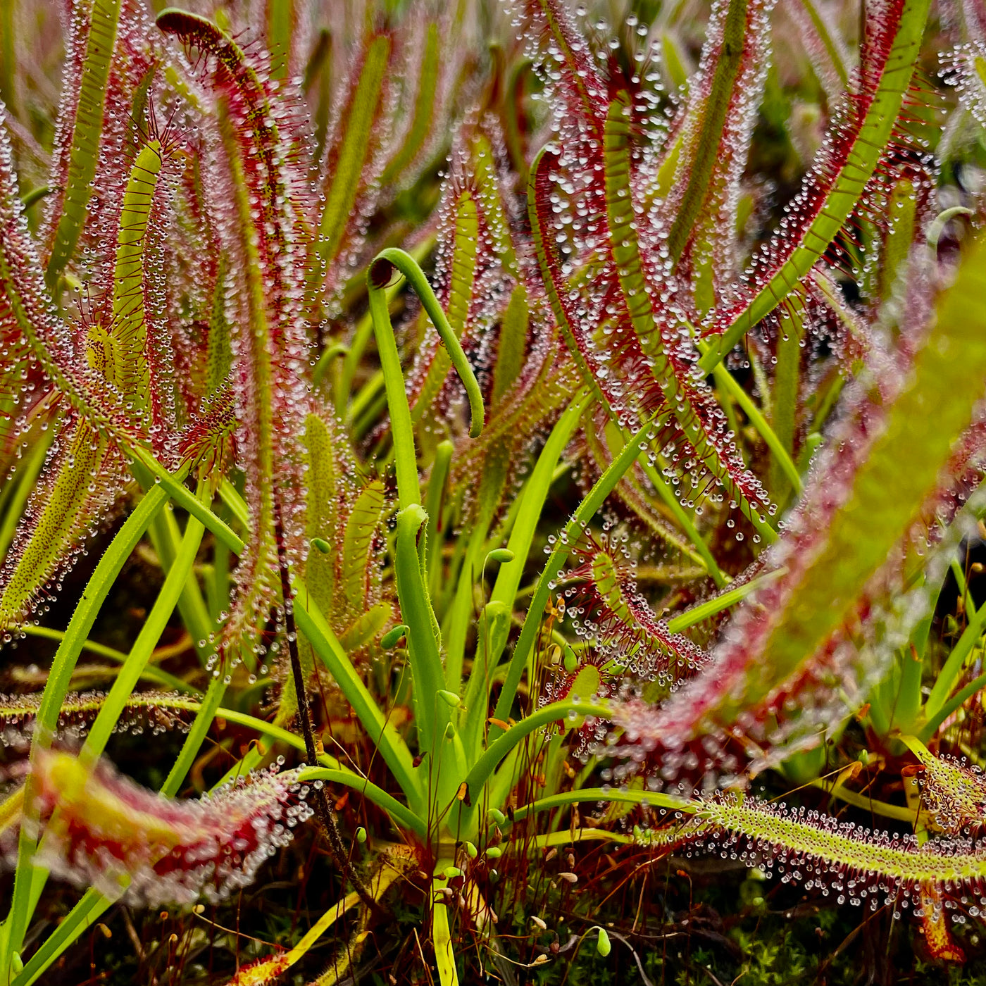 Drosera capensis - Vogelgat Nature Reserve, South Africa – Hewitt ...