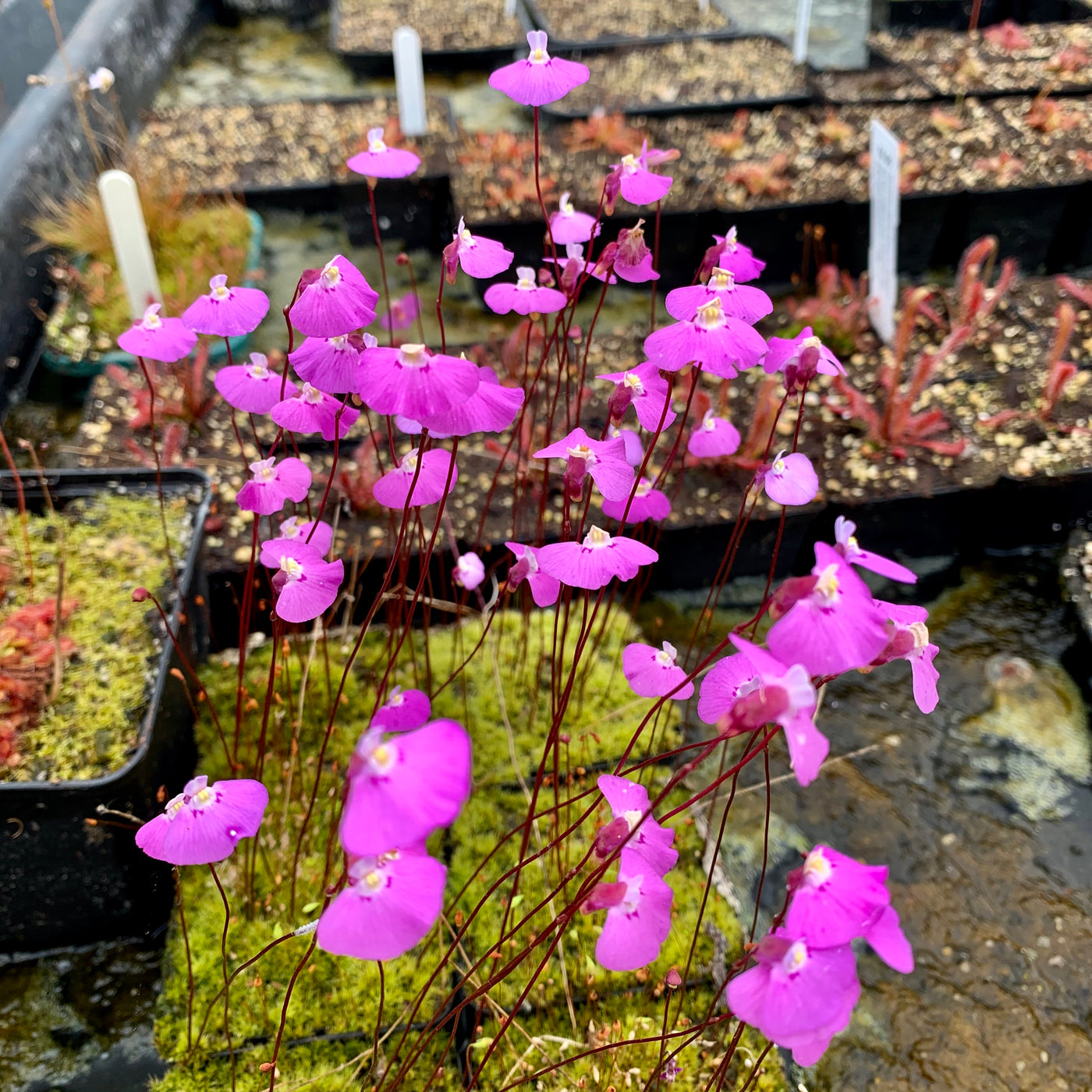 Utricularia uniflora - Australia – Hewitt-Cooper Carnivorous Plants