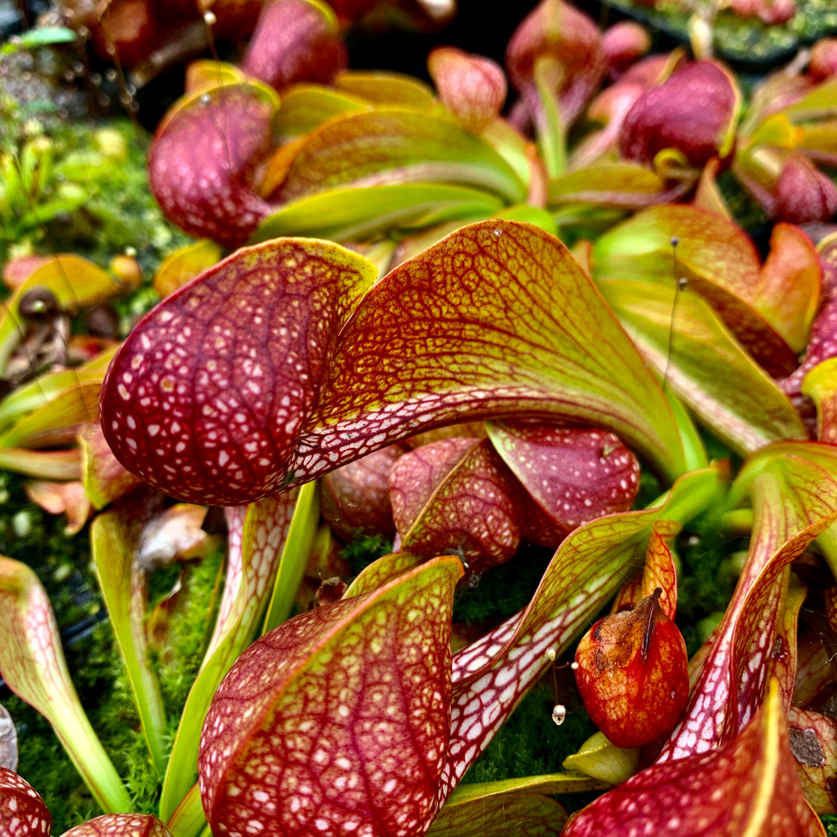 SARRACENIA PSITTACINA - THE PARROT PITCHER – Hewitt-Cooper Carnivorous ...