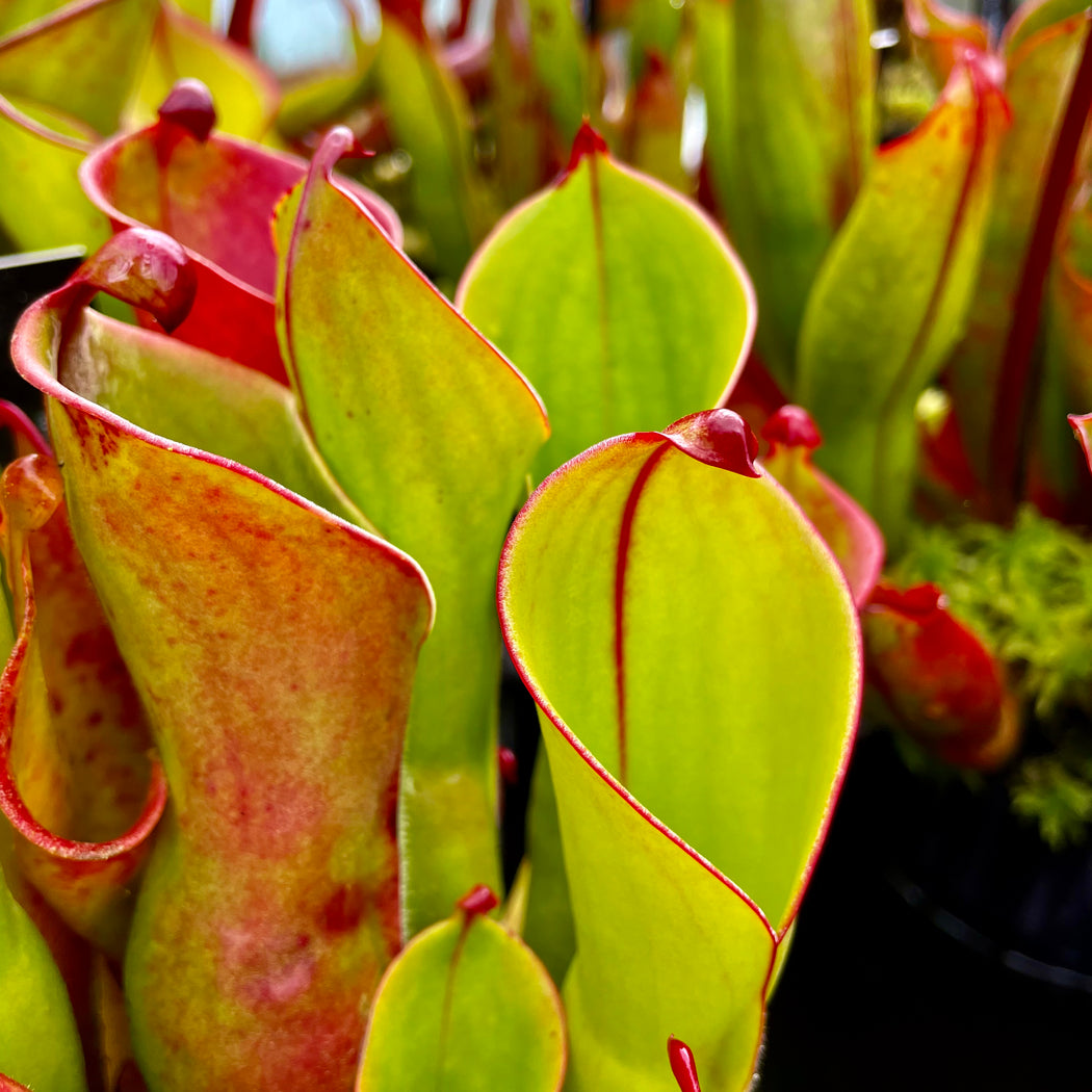 HELIAMPHORA – Hewitt-Cooper Carnivorous Plants