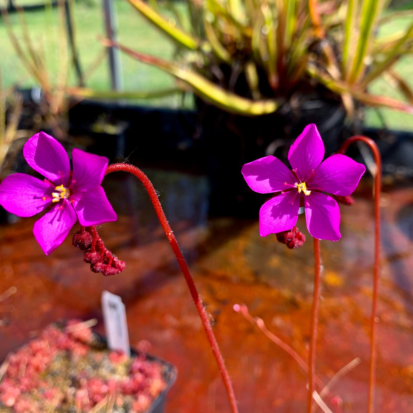 Drosera slackii - South Africa – Hewitt-Cooper Carnivorous Plants