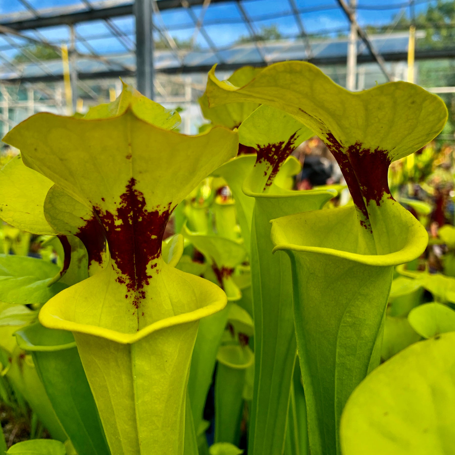 SARRACENIA FLAVA - THE YELLOW PITCHER – Hewitt-Cooper Carnivorous Plants