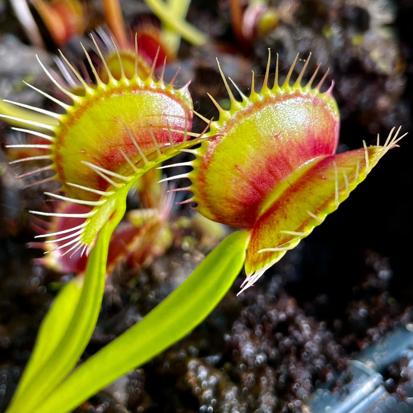 Dionaea muscipula - Green Swamp, NC – Hewitt-Cooper Carnivorous Plants