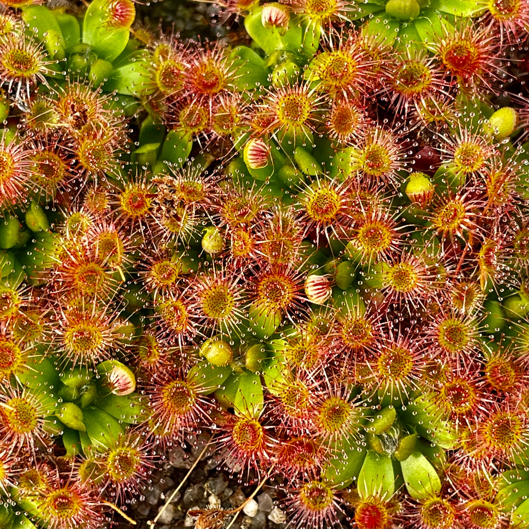 DROSERA - PYGMY SPECIES – Hewitt-Cooper Carnivorous Plants