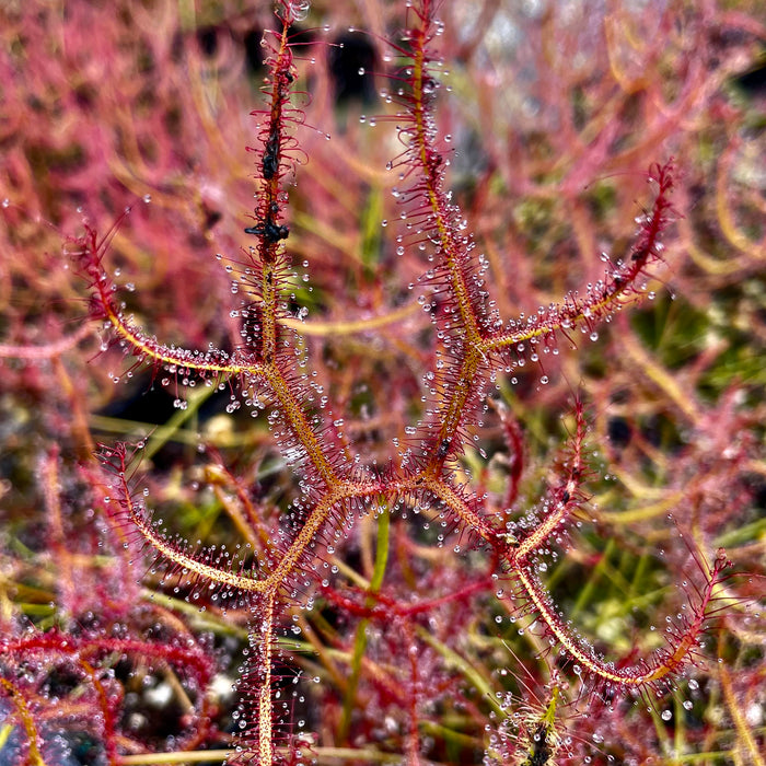 Drosera binata var. multifida - Pink Flower, Australia DBI-5 – Hewitt ...