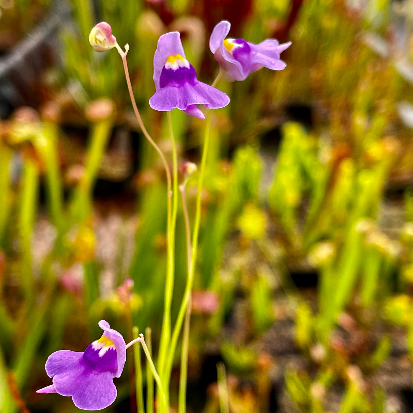 Utricularia tricolor - Brazil – Hewitt-Cooper Carnivorous Plants