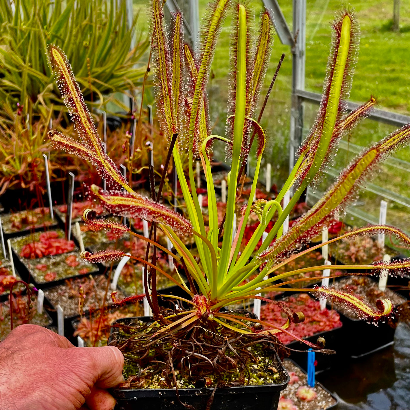Drosera capensis - Giant, Franschhoek, South Africa – Hewitt-Cooper Carnivorous Plants