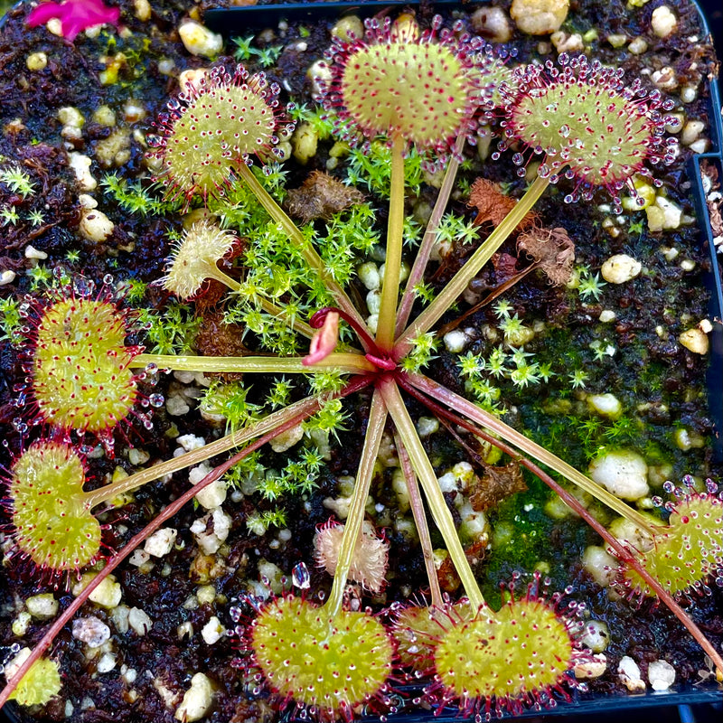 Drosera prolifera – Hewitt-Cooper Carnivorous Plants