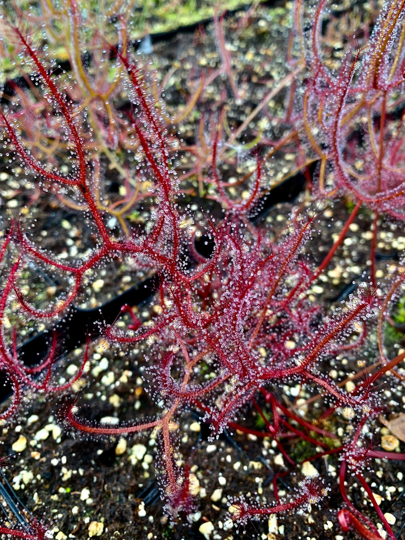 Drosera binata var. multifida f. extrema - Stradbroke Island, QLD DBI ...