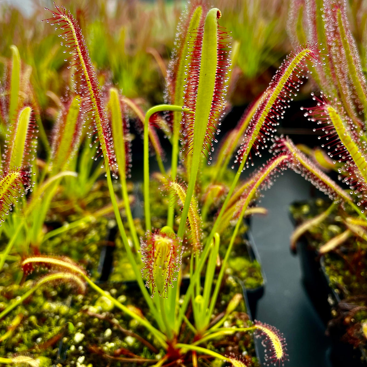 DROSERA - SUBTROPICAL SPECIES – Hewitt-Cooper Carnivorous Plants