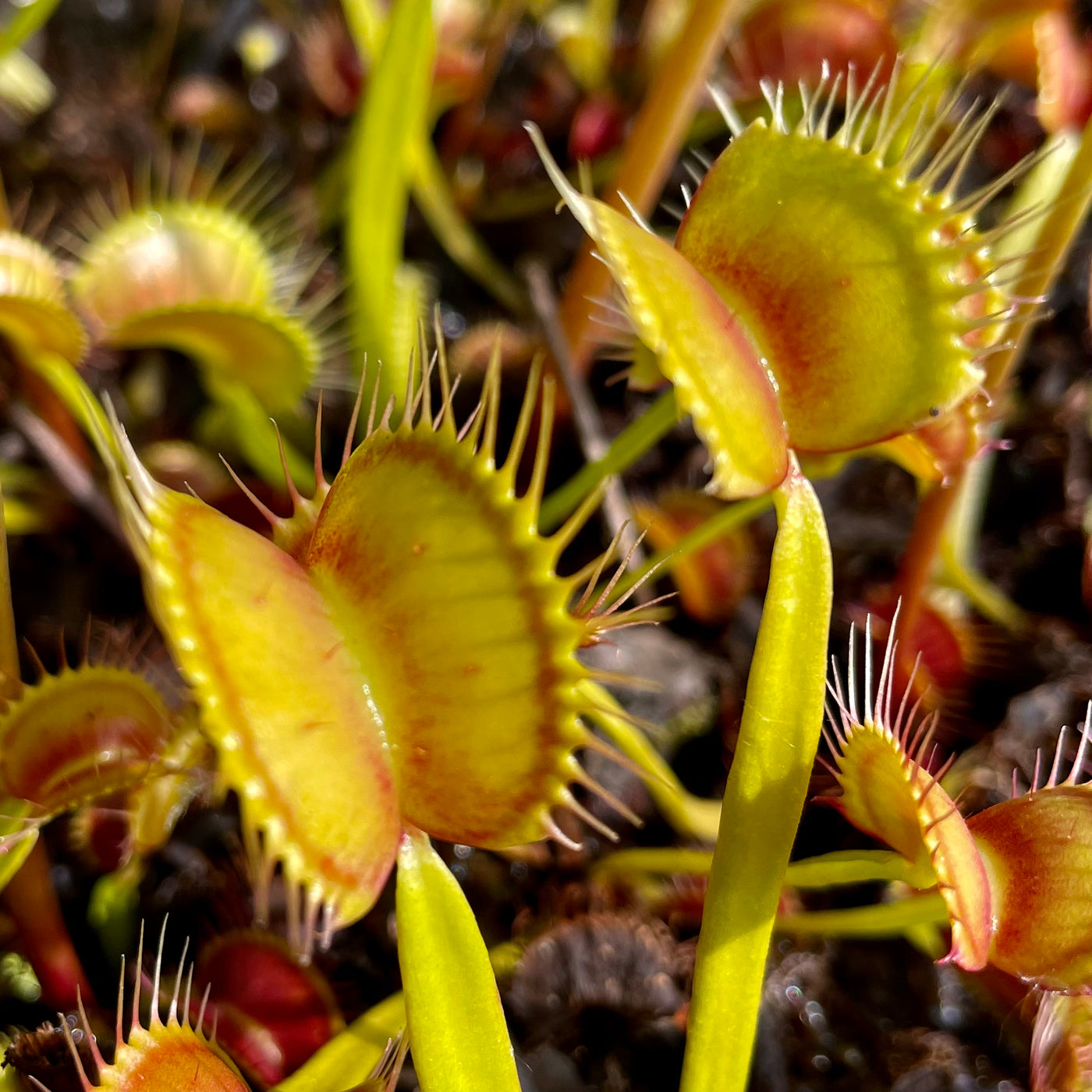 Dionaea muscipula - Green Swamp, NC – Hewitt-Cooper Carnivorous Plants