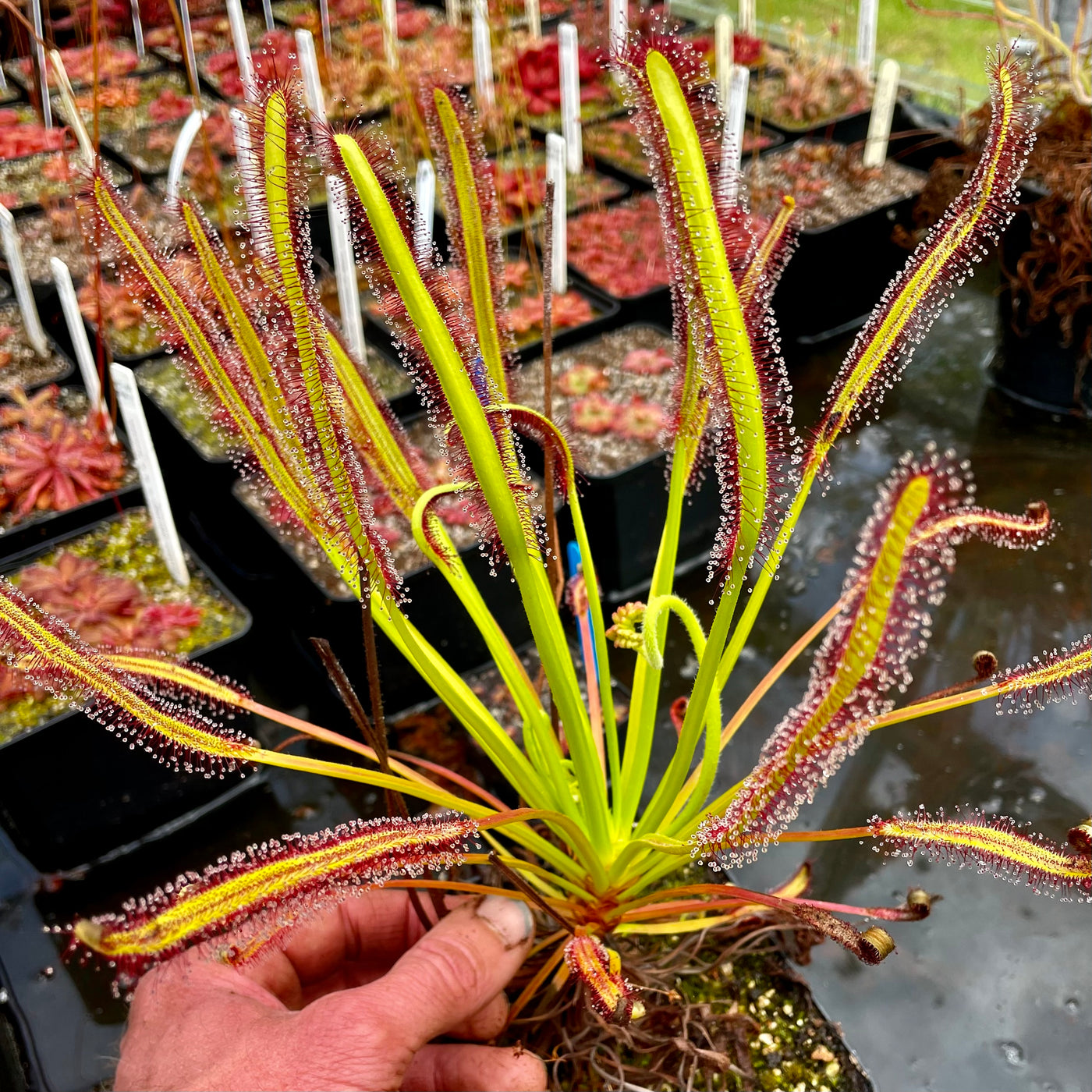 Drosera capensis - Giant, Franschhoek, South Africa – Hewitt-Cooper Carnivorous Plants