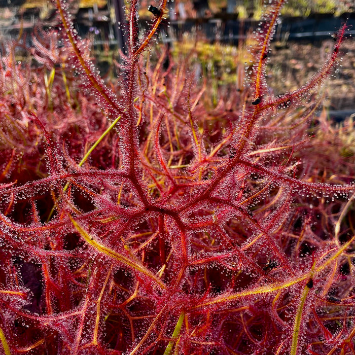 Drosera binata var. multifida f. extrema - Australia DBI-6 – Hewitt ...