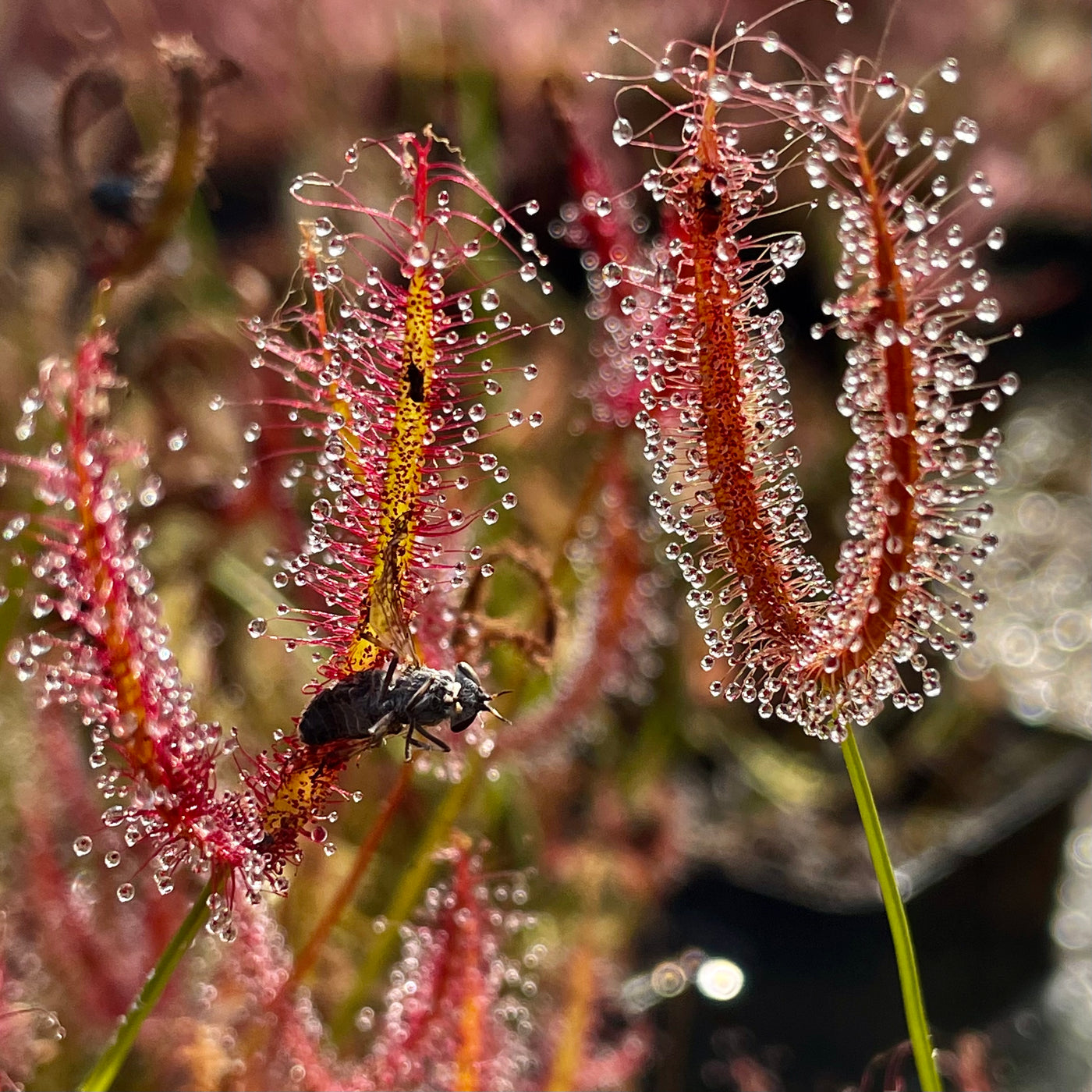 Drosera binata 'T Form', Narrow Leaf - Australia DBI-2 – Hewitt-Cooper ...