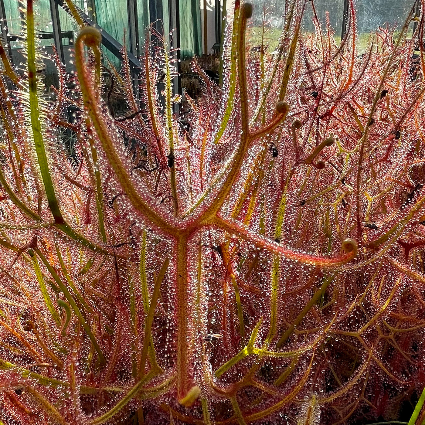 Drosera binata var. dichotoma - Australia DBI-3 – Hewitt-Cooper ...