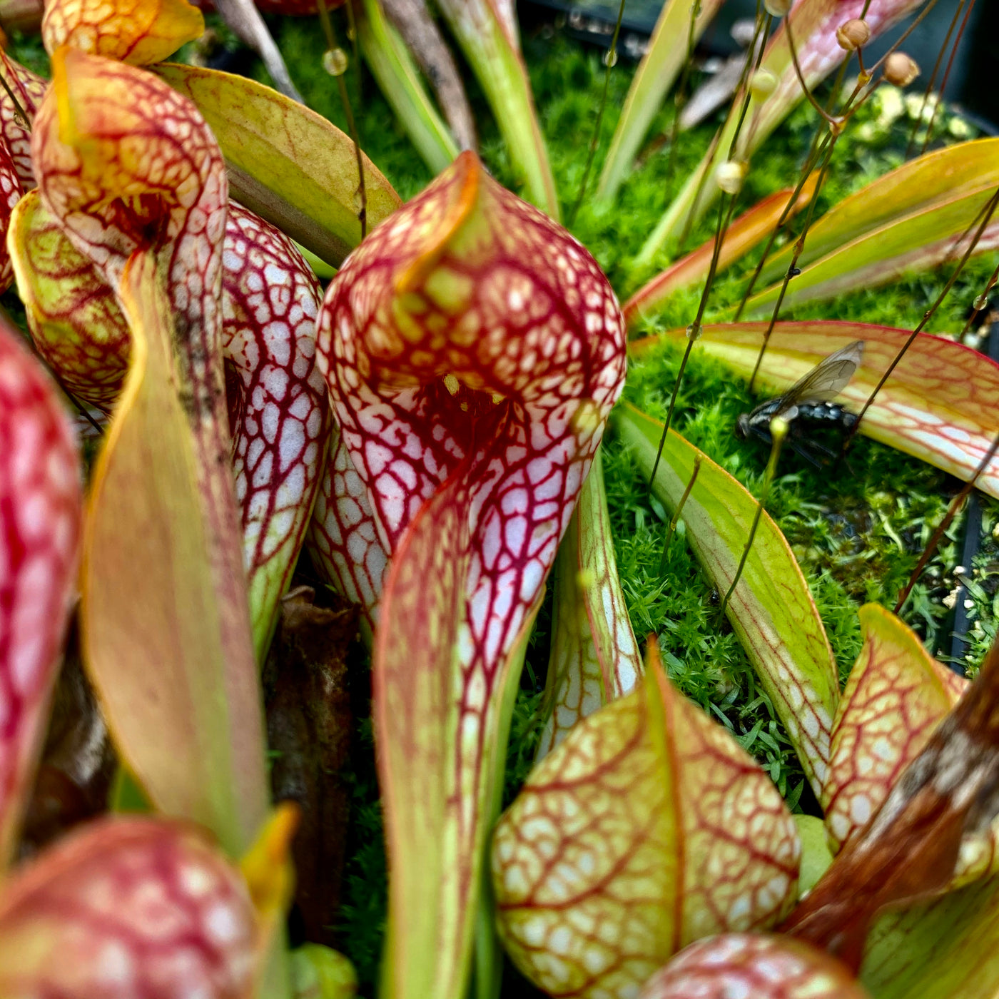 Sarracenia psittacina Collection – Hewitt-Cooper Carnivorous Plants
