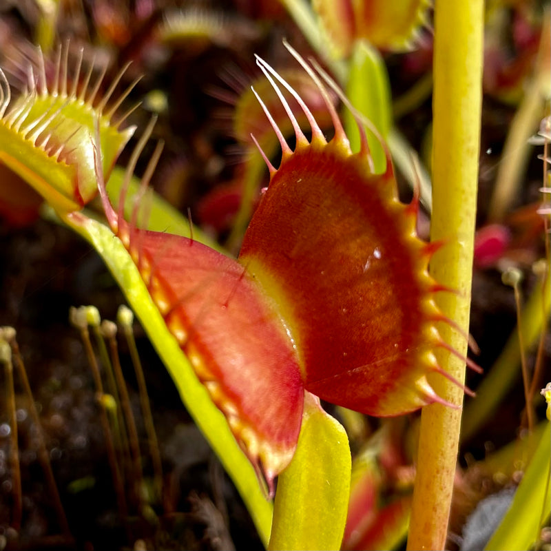 Dionaea muscipula - Green Swamp, NC – Hewitt-Cooper Carnivorous Plants