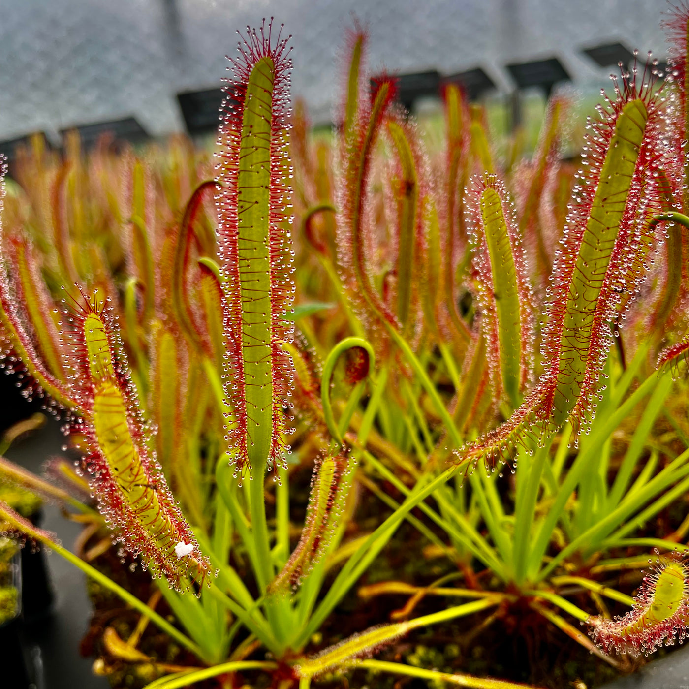 Drosera capensis - Bot River, Western Cape, South Africa – Hewitt ...