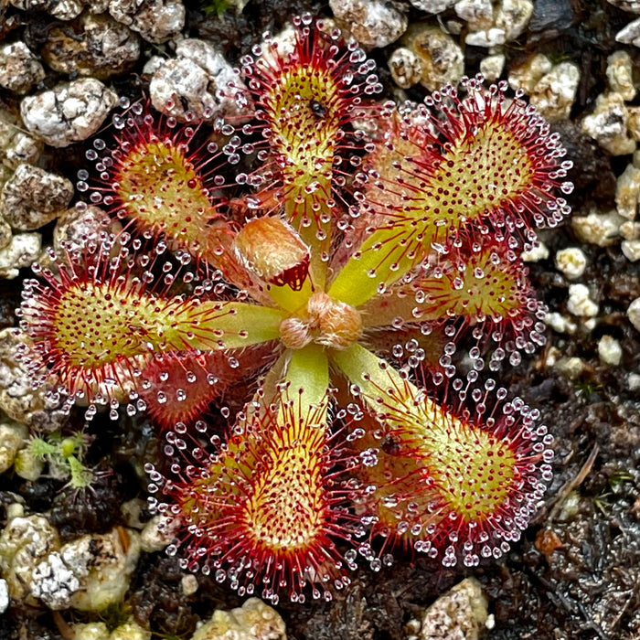 Drosera venusta - Tsitsikama National Park – Hewitt-Cooper Carnivorous ...