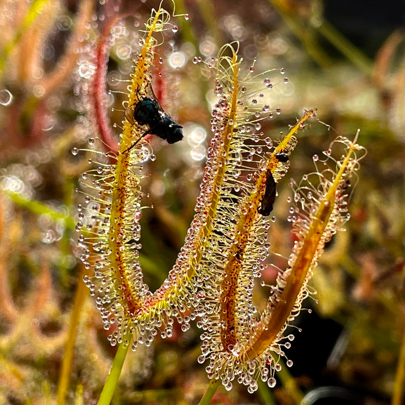 Drosera binata - T Form, Australia DBI-1 – Hewitt-Cooper Carnivorous Plants