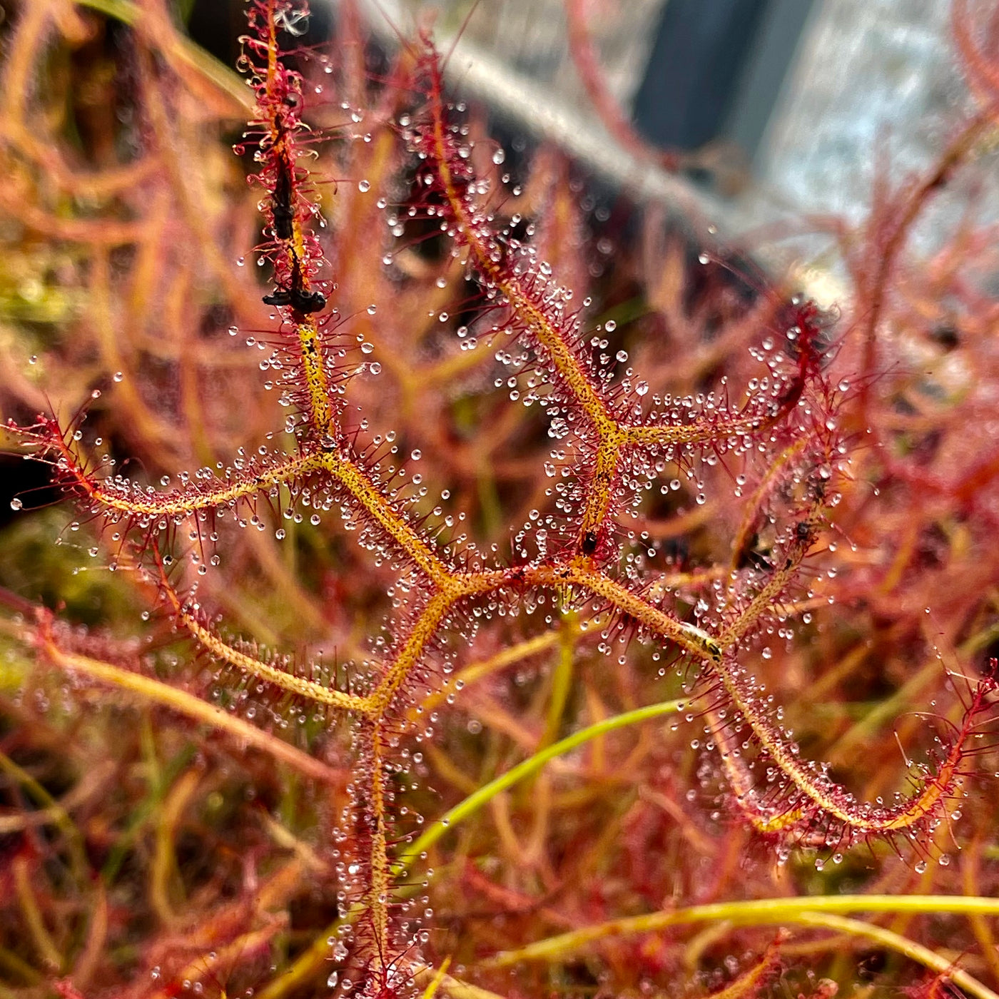 Drosera binata var. multifida - Australia DBI-4 – Hewitt-Cooper ...