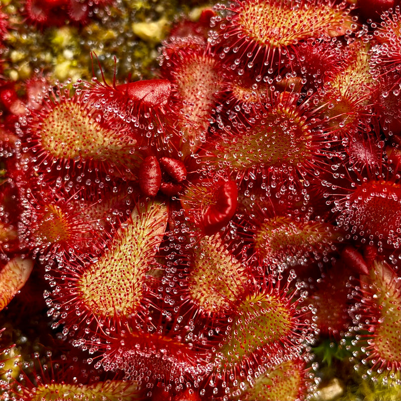 Drosera slackii - South Africa – Hewitt-Cooper Carnivorous Plants