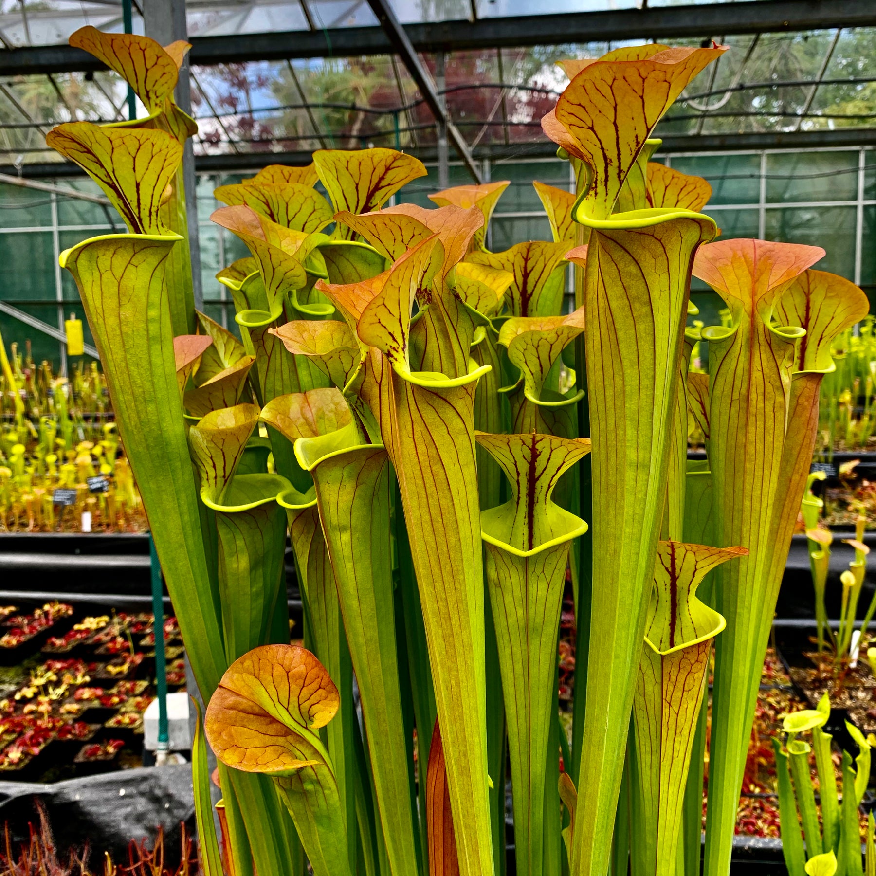 SARRACENIA FLAVA - THE YELLOW PITCHER – Hewitt-Cooper Carnivorous Plants