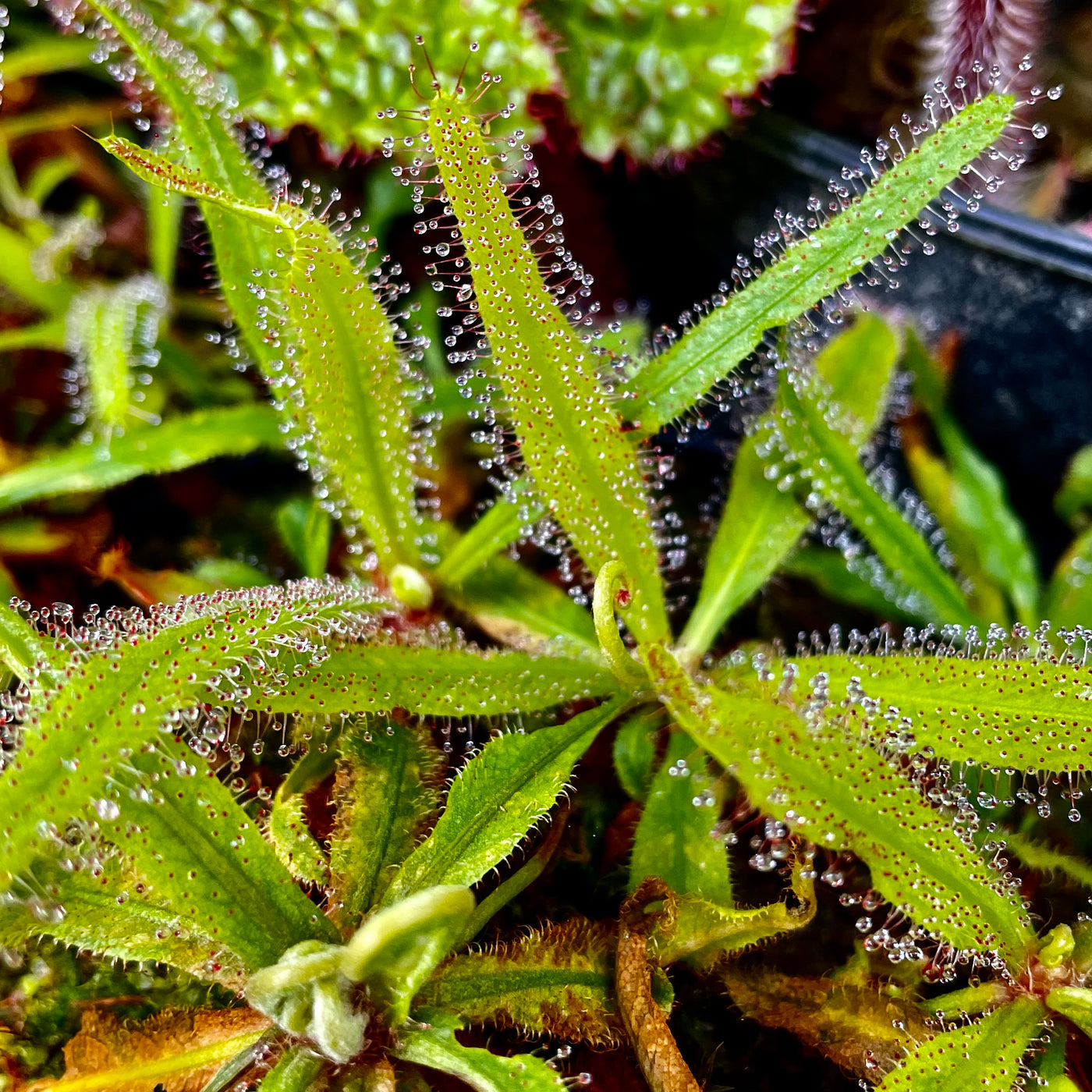 Drosera adelae - Australia – Hewitt-Cooper Carnivorous Plants