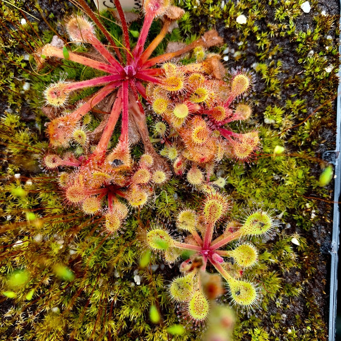 Drosera collinsiae - Usutu River, Swaziland – Hewitt-Cooper Carnivorous ...