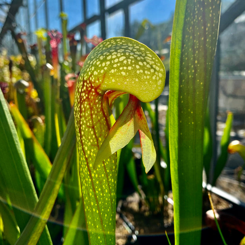 Darlingtonia californica - The Cobra Lily – Hewitt-Cooper Carnivorous ...