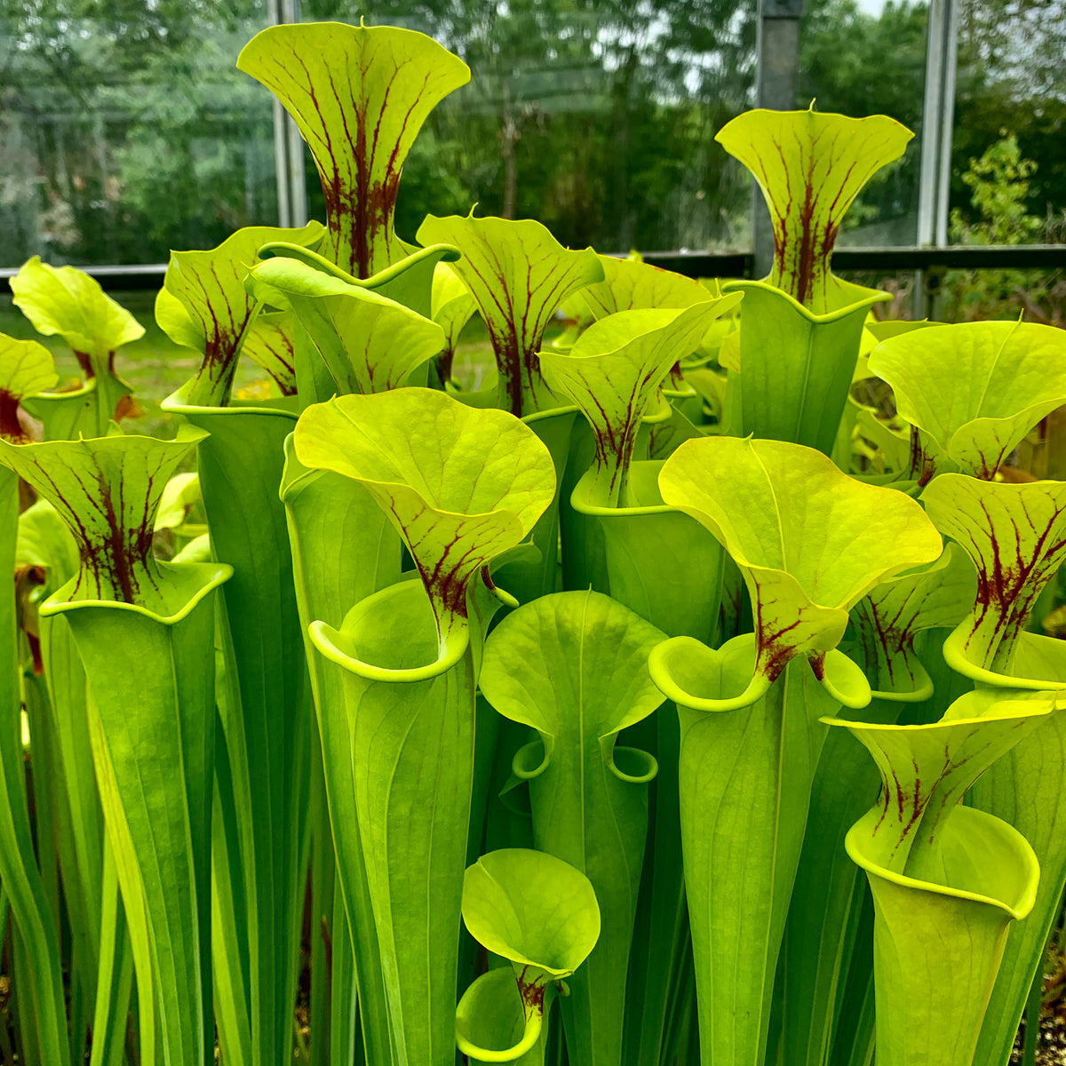 SARRACENIA FLAVA - THE YELLOW PITCHER – Hewitt-Cooper Carnivorous Plants