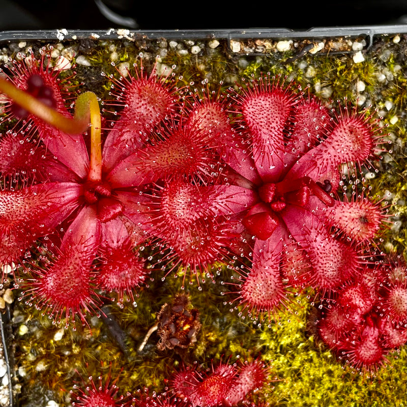 Drosera slackii - Fernkloof, South Africa – Hewitt-Cooper Carnivorous ...