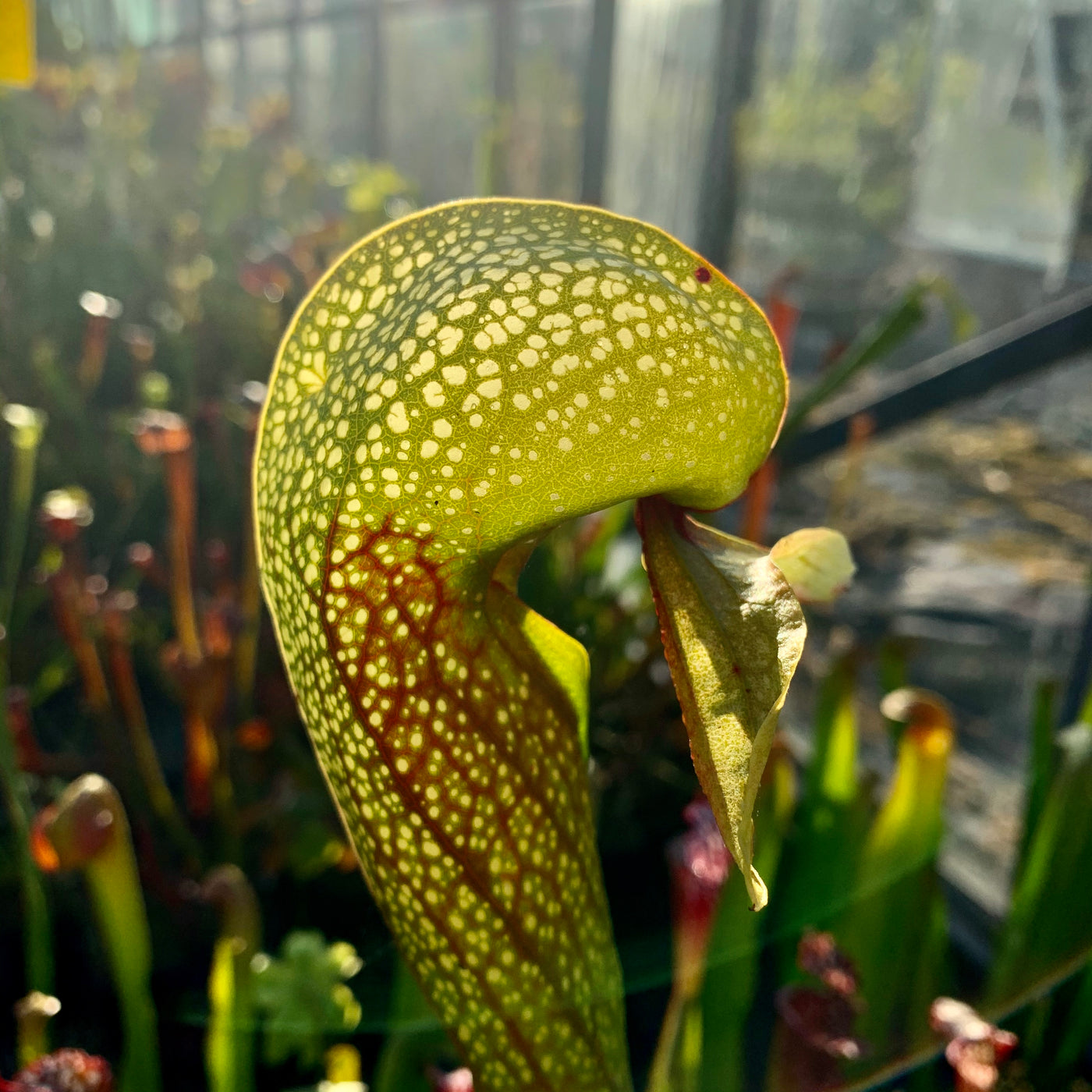 Darlingtonia californica - The Cobra Lily – Hewitt-Cooper Carnivorous ...