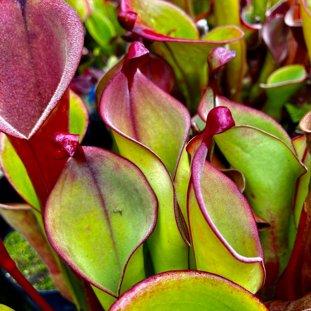 HELIAMPHORA – Hewitt-Cooper Carnivorous Plants