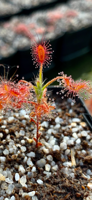 Drosera scorpioides – Hewitt-Cooper Carnivorous Plants