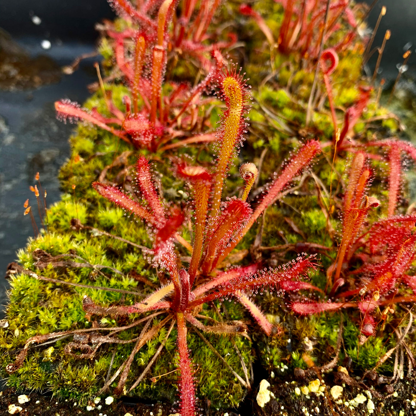Drosera villosa - Brazil – Hewitt-Cooper Carnivorous Plants