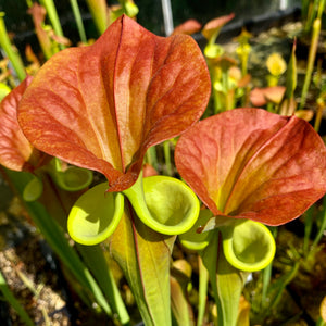 Sarracenia flava cv. 'Lilian Cooper' – Hewitt-Cooper Carnivorous Plants