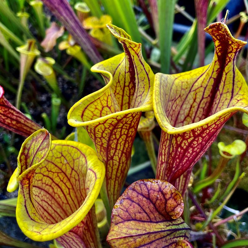 Sarracenia flava var. ornata - Lidless Form – Hewitt-Cooper Carnivorous ...