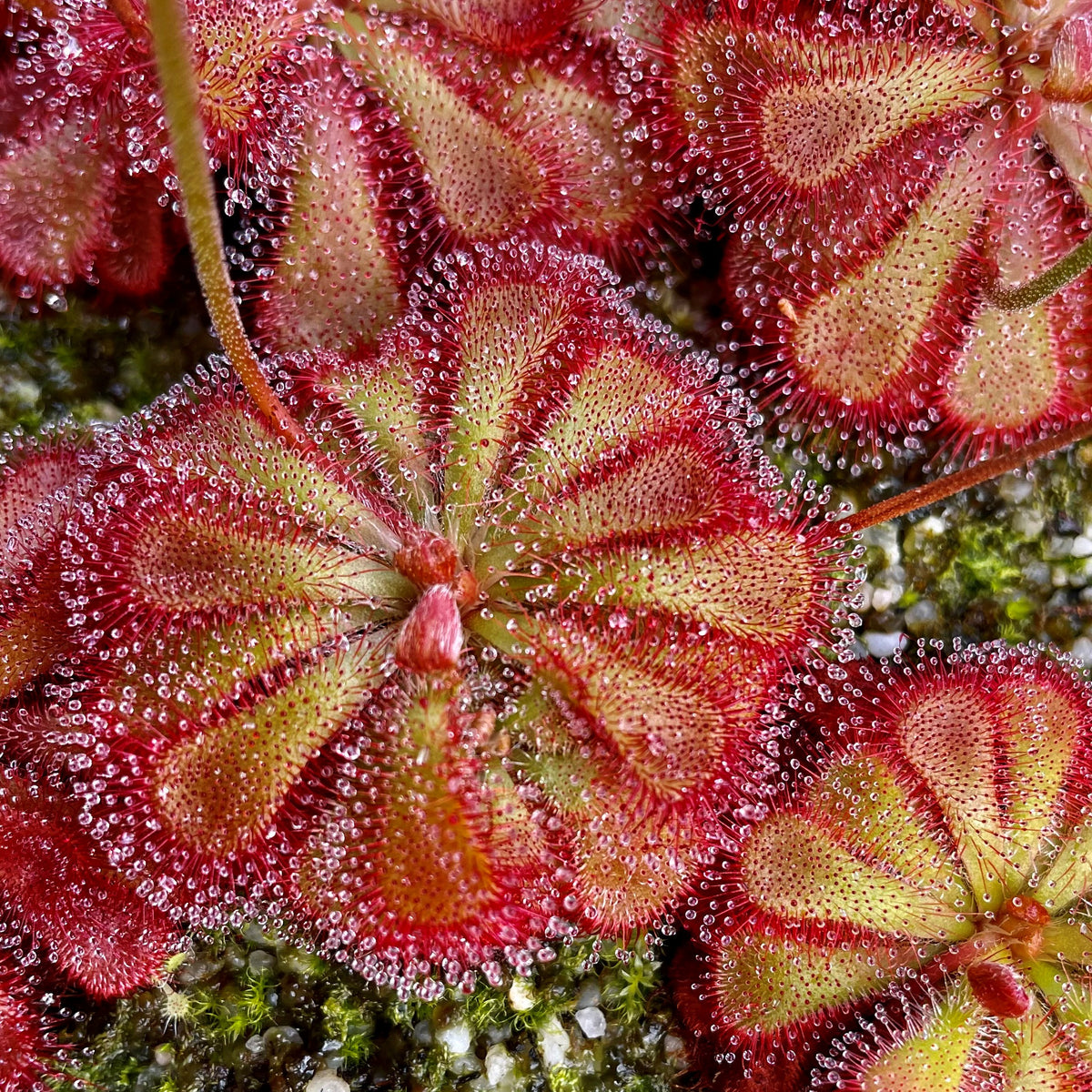 DROSERA – Hewitt-Cooper Carnivorous Plants