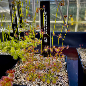 DROSERA - TUBEROUS SPECIES – Hewitt-Cooper Carnivorous Plants