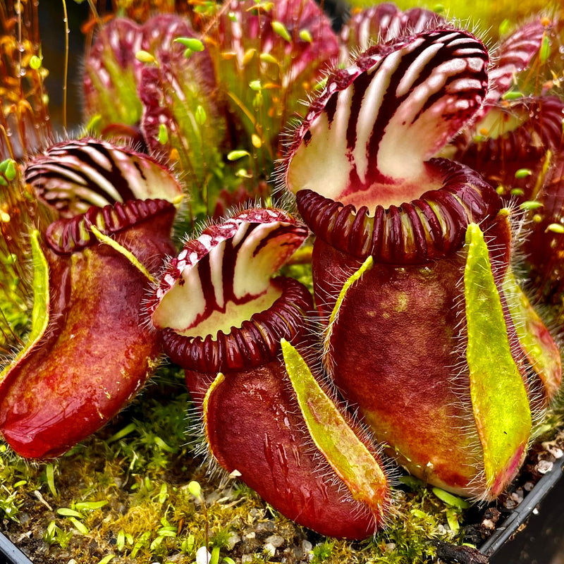 Cephalotus follicularis - The Albany Pitcher Plant – Hewitt-Cooper ...