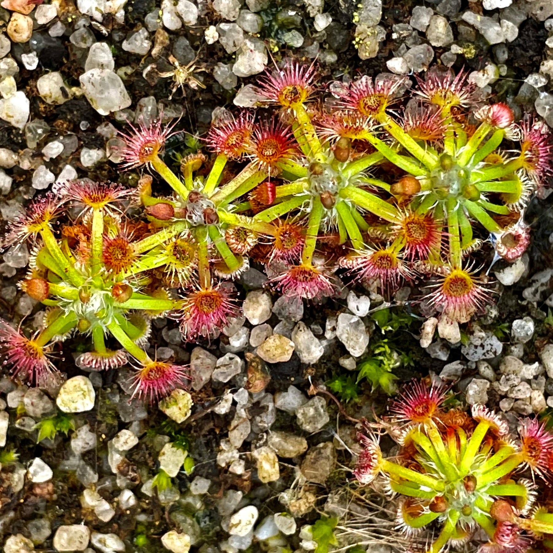 DROSERA - PYGMY SPECIES – Hewitt-Cooper Carnivorous Plants